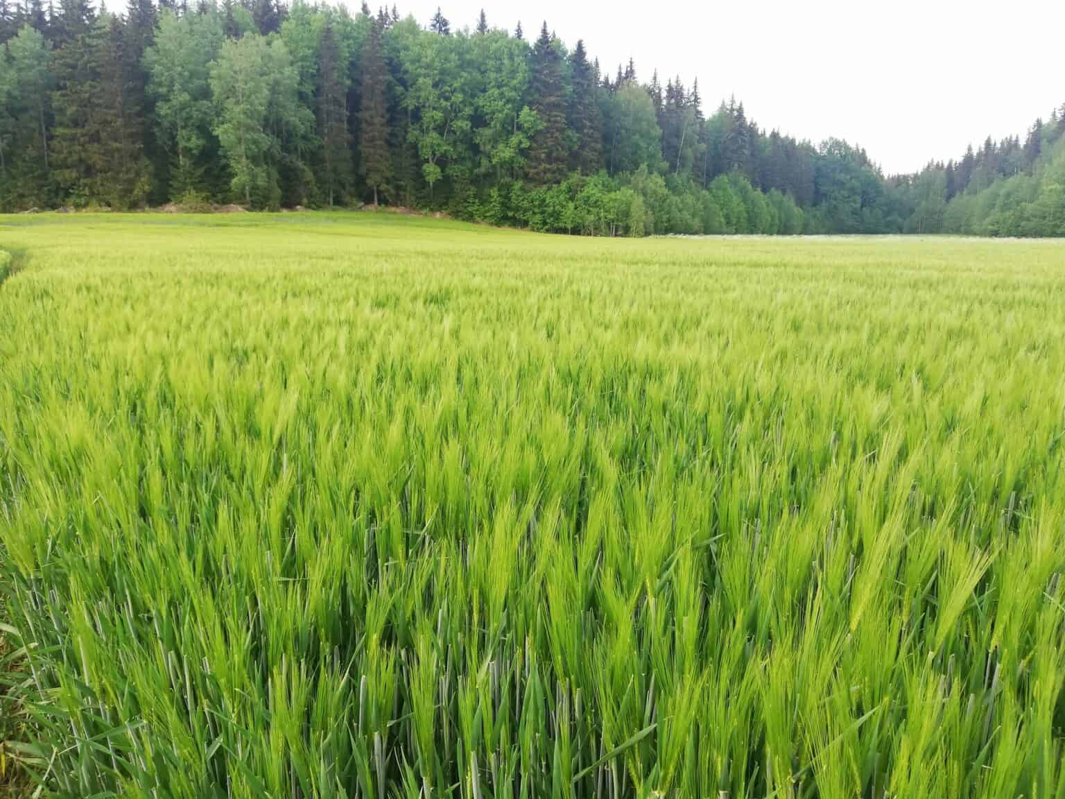 Ohrat | Junttilan Tila