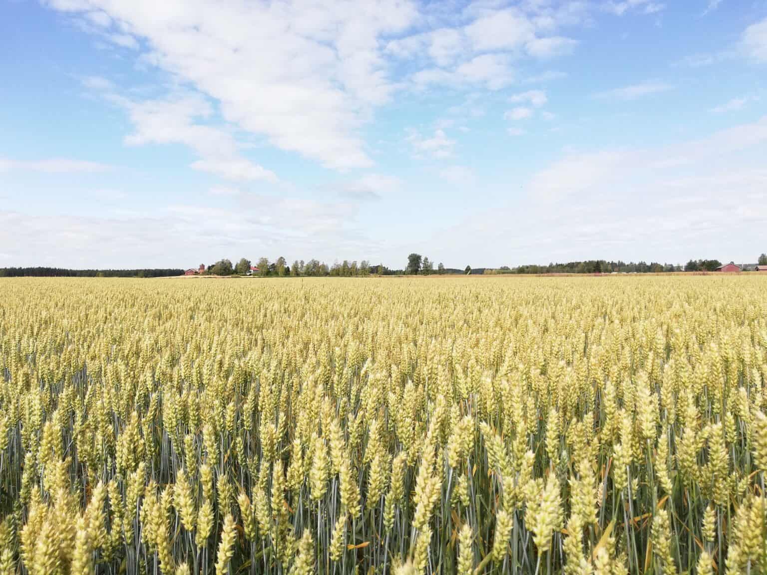 Luomu - Siemenet luomuviljelyyn | Junttilan Tila