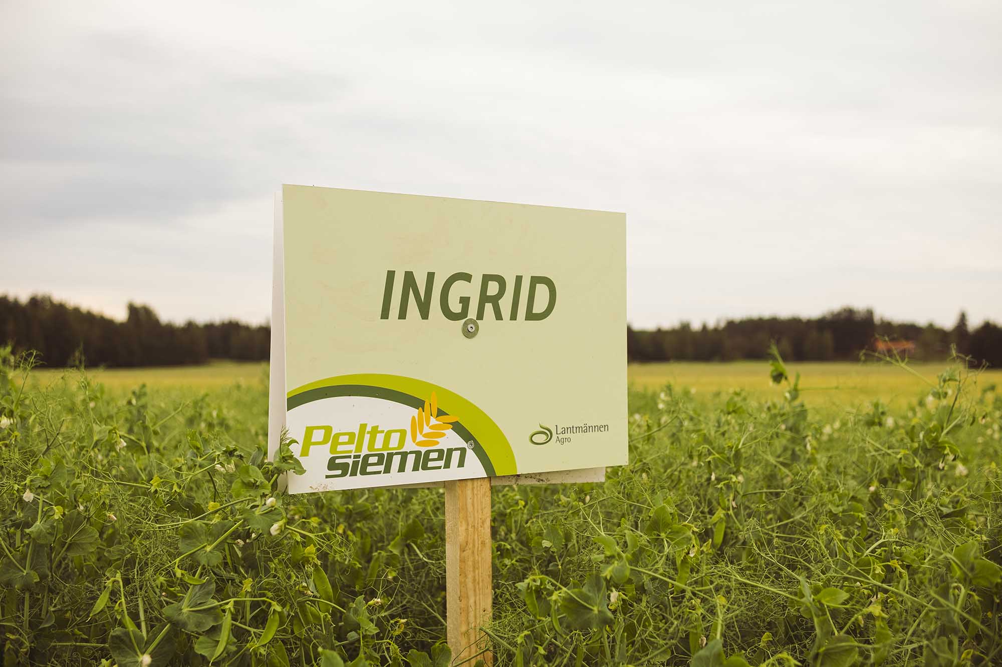 Ingrid Herne - Suuri sato ja hyvä laatu | Junttilan Tila