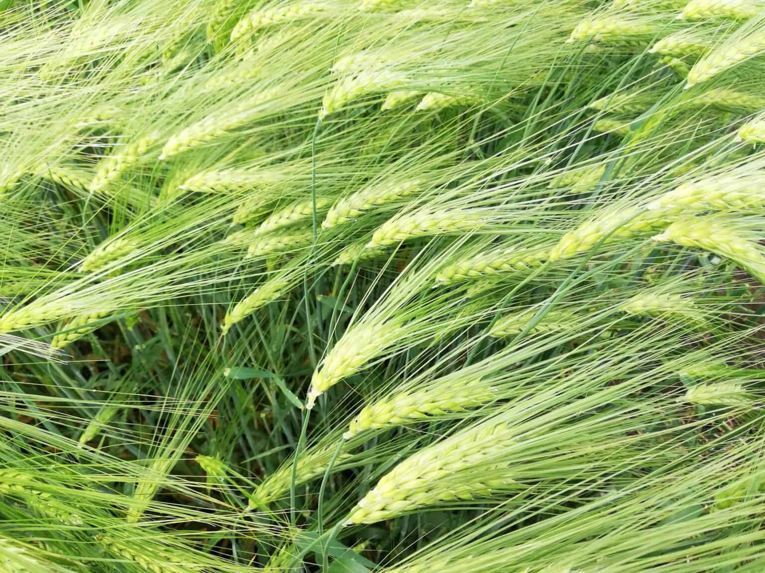 Ohrat | Junttilan Tila